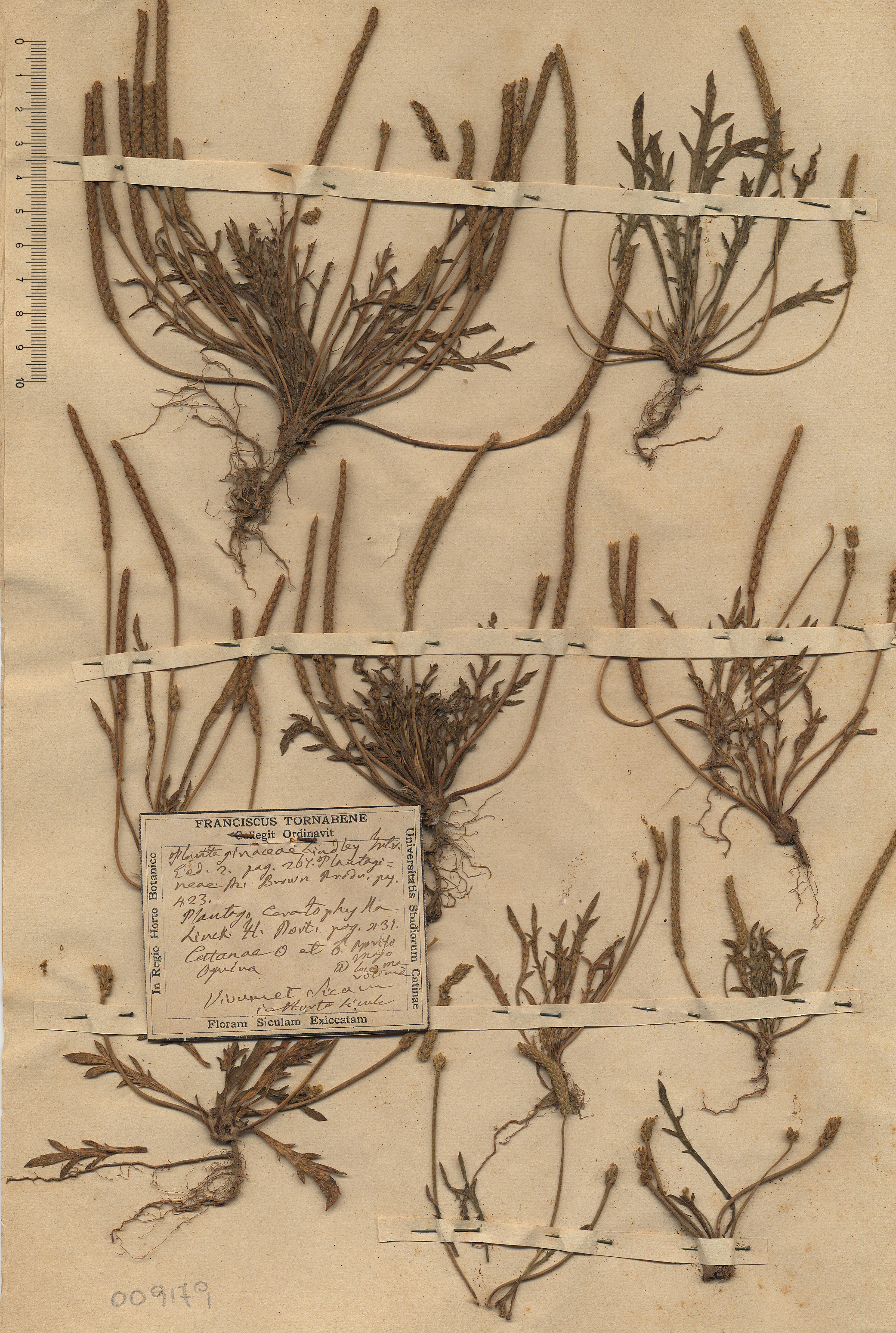 Orto Botanico ed Herbarium · Plantago ceratophylla Link · Orto Botanico ...