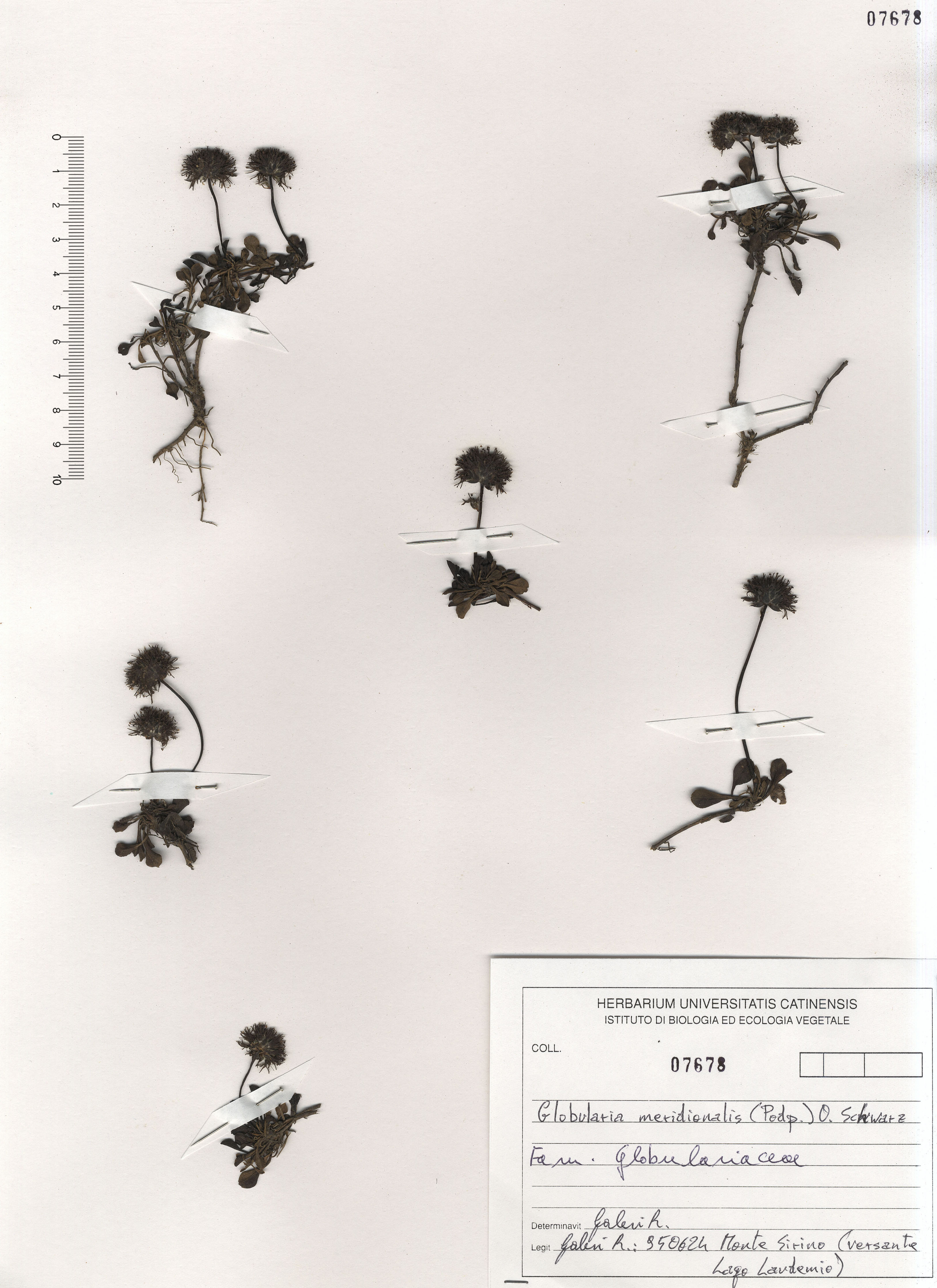 Orto Botanico ed Herbarium · Globularia meridionalis (Podp.) O.Schwarz ...